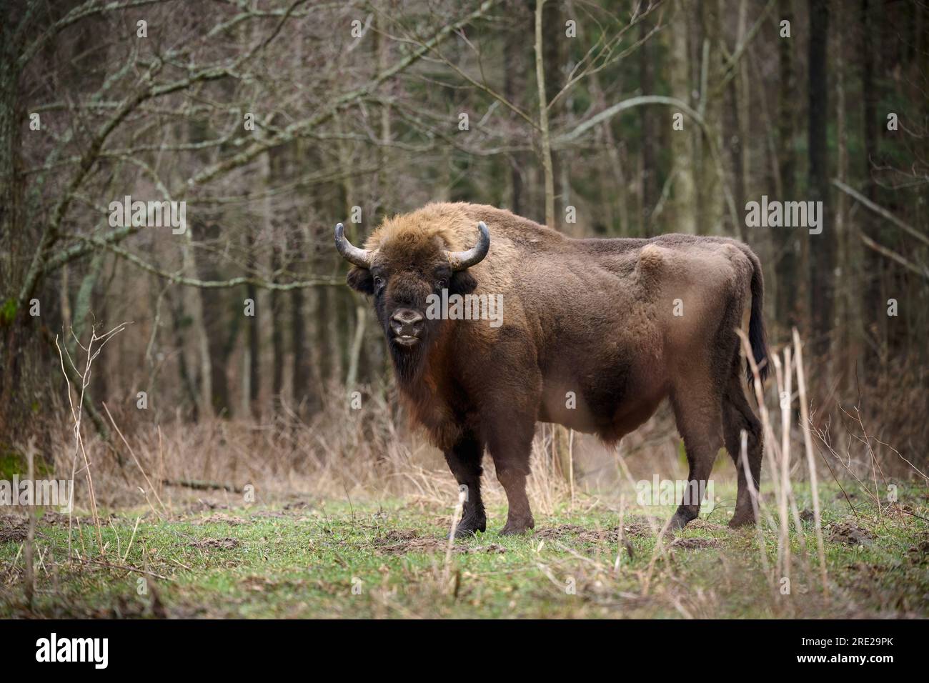 European Bison - Majestic wildlife portrait in its natural habitat ...