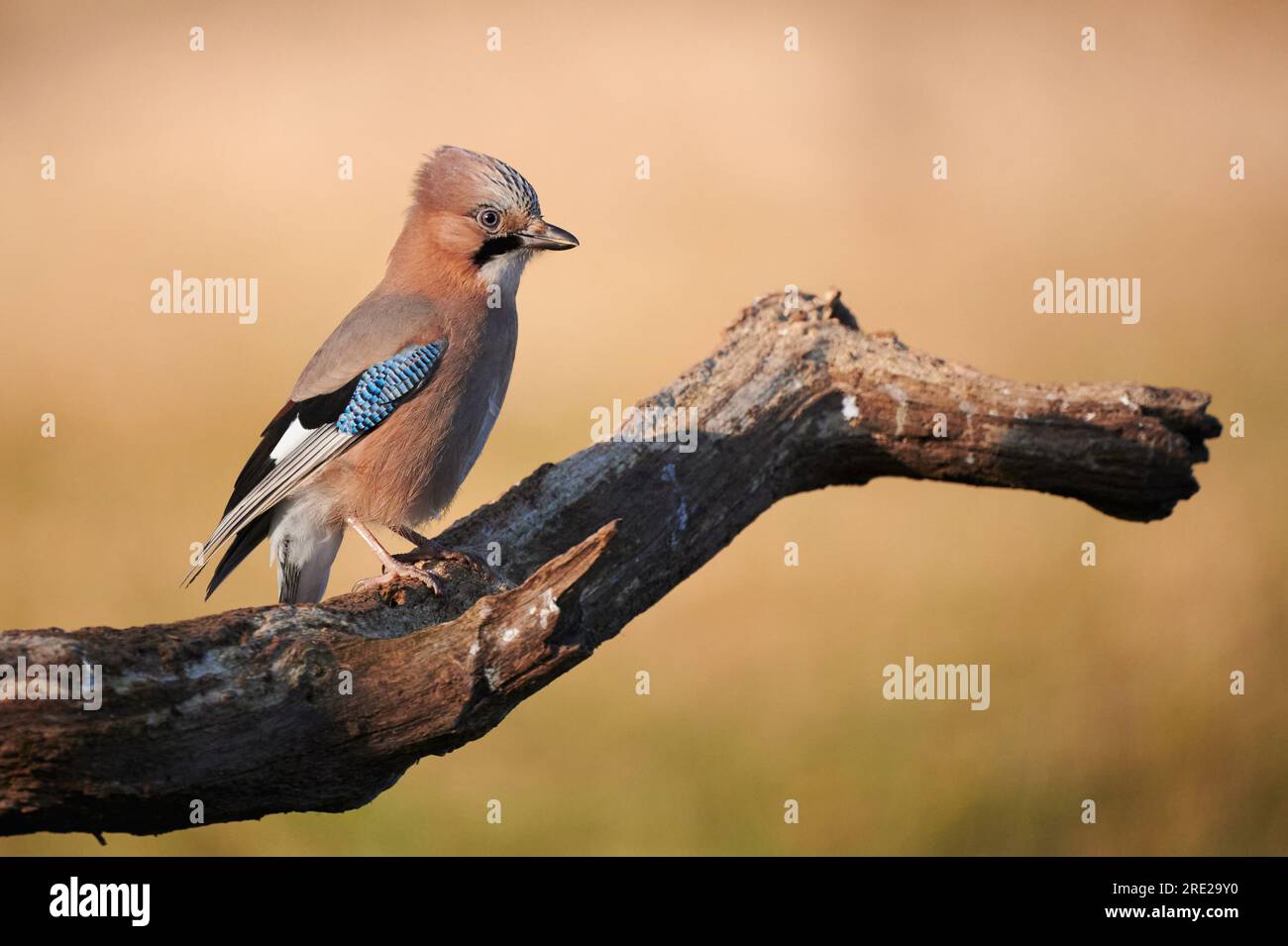 The eurasian jay (Garrulus glandarius) is a bird of the family Corvidae ...