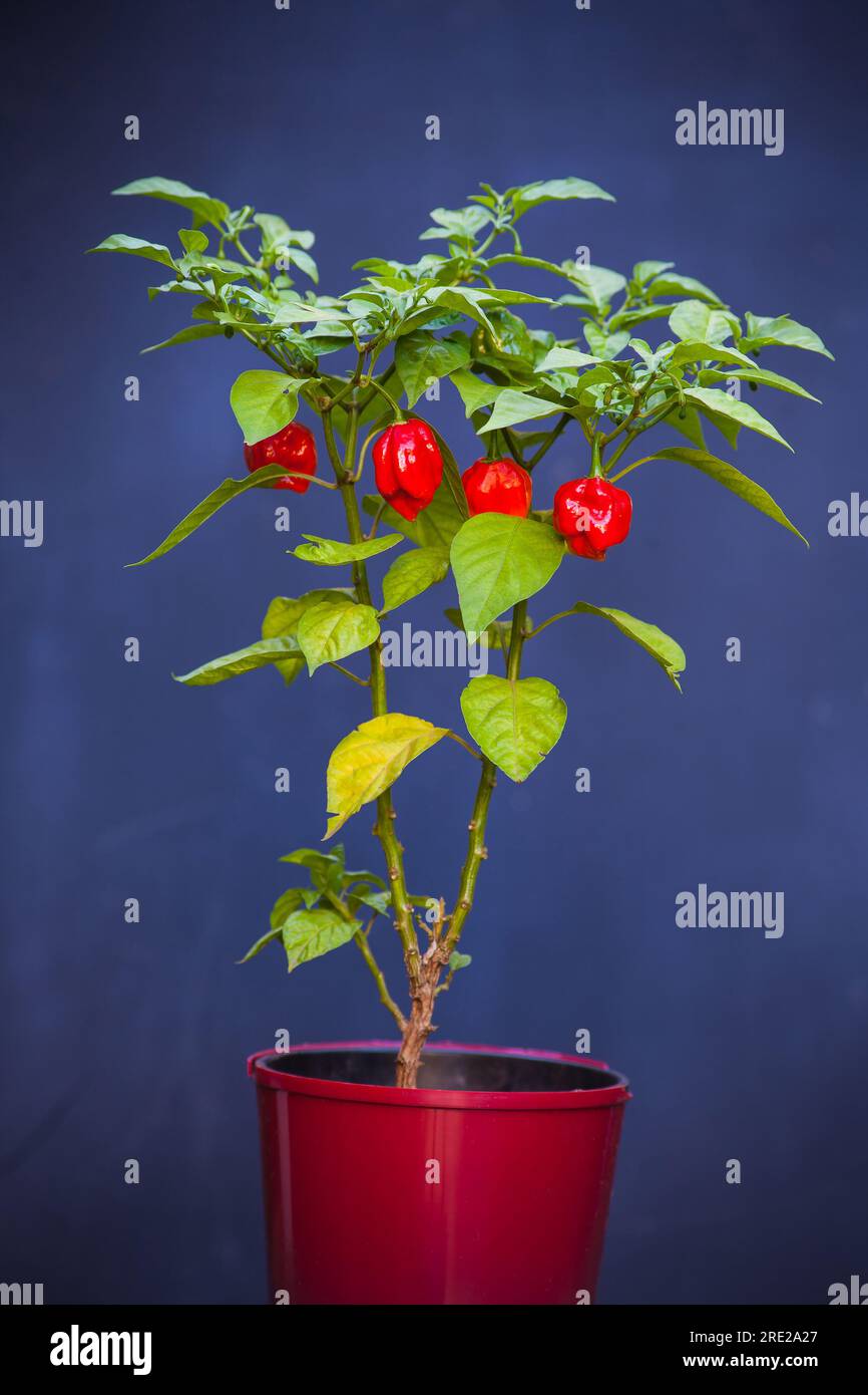 Carolina reaper chili (Capsicum chinense) plant 15385 Stock Photo - Alamy