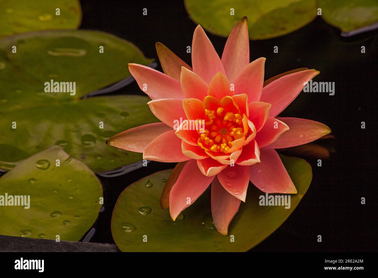Peach-colored Water-lily 10478 Stock Photo - Alamy
