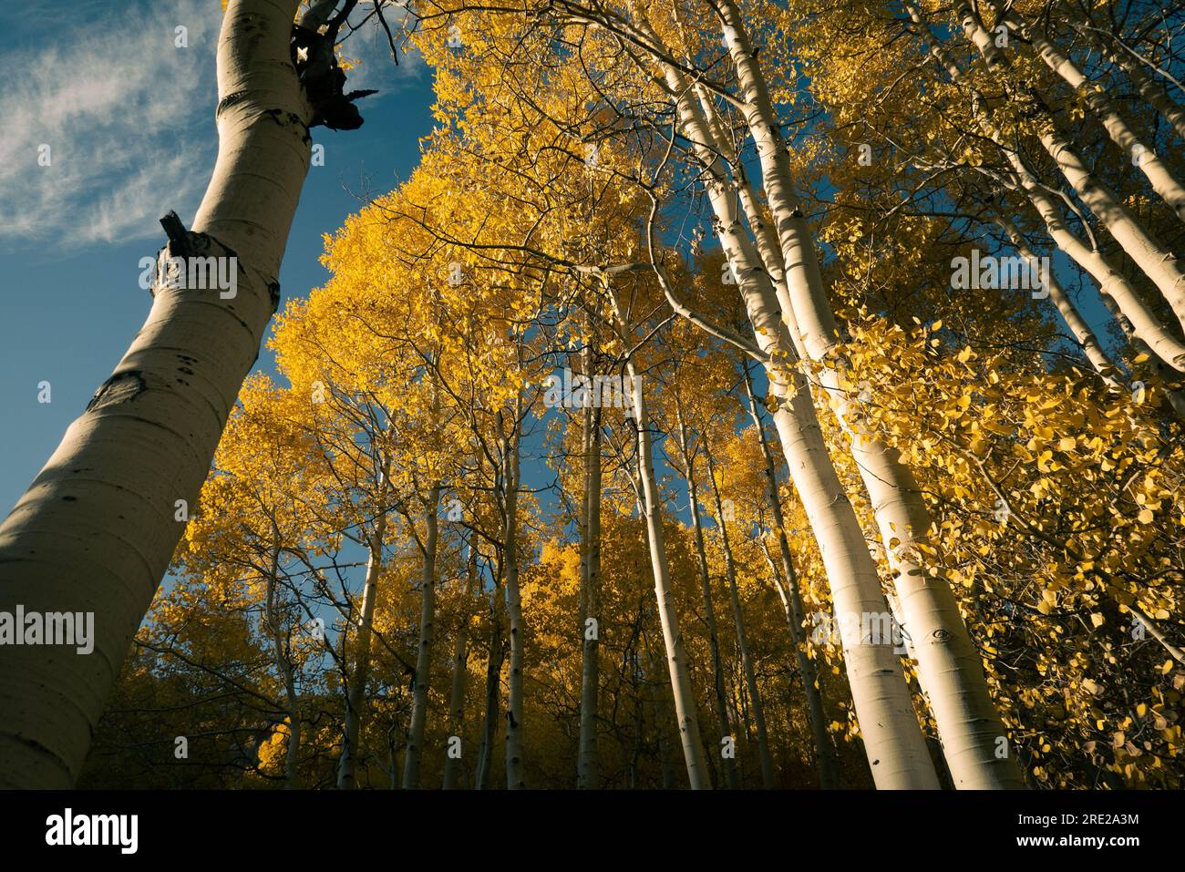 Golden autumn trees in Utah Stock Photo - Alamy