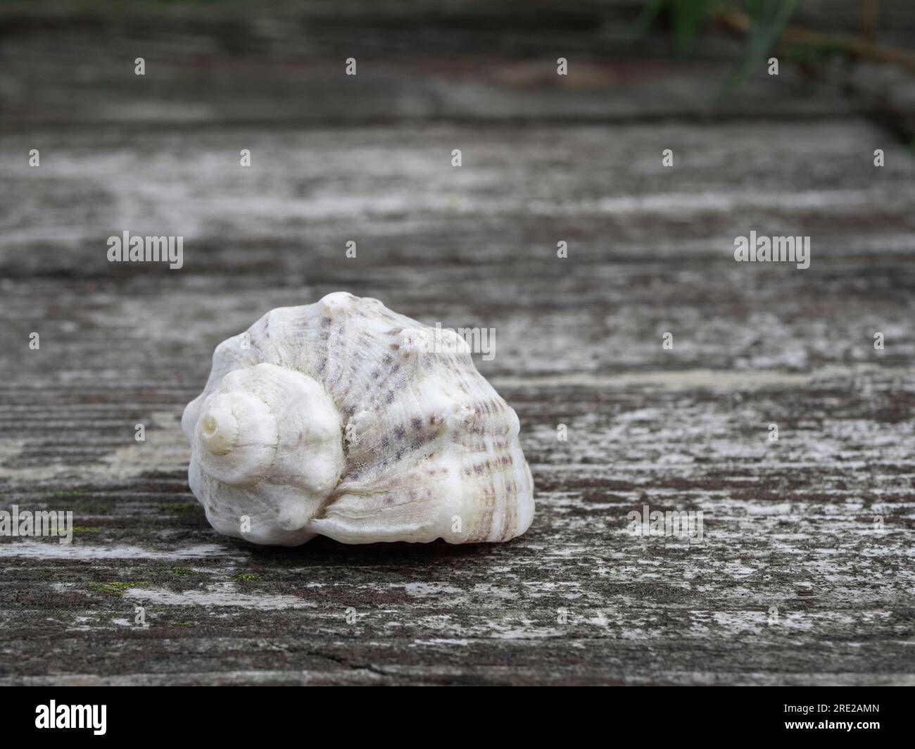 Nice shell hi-res stock photography and images - Alamy