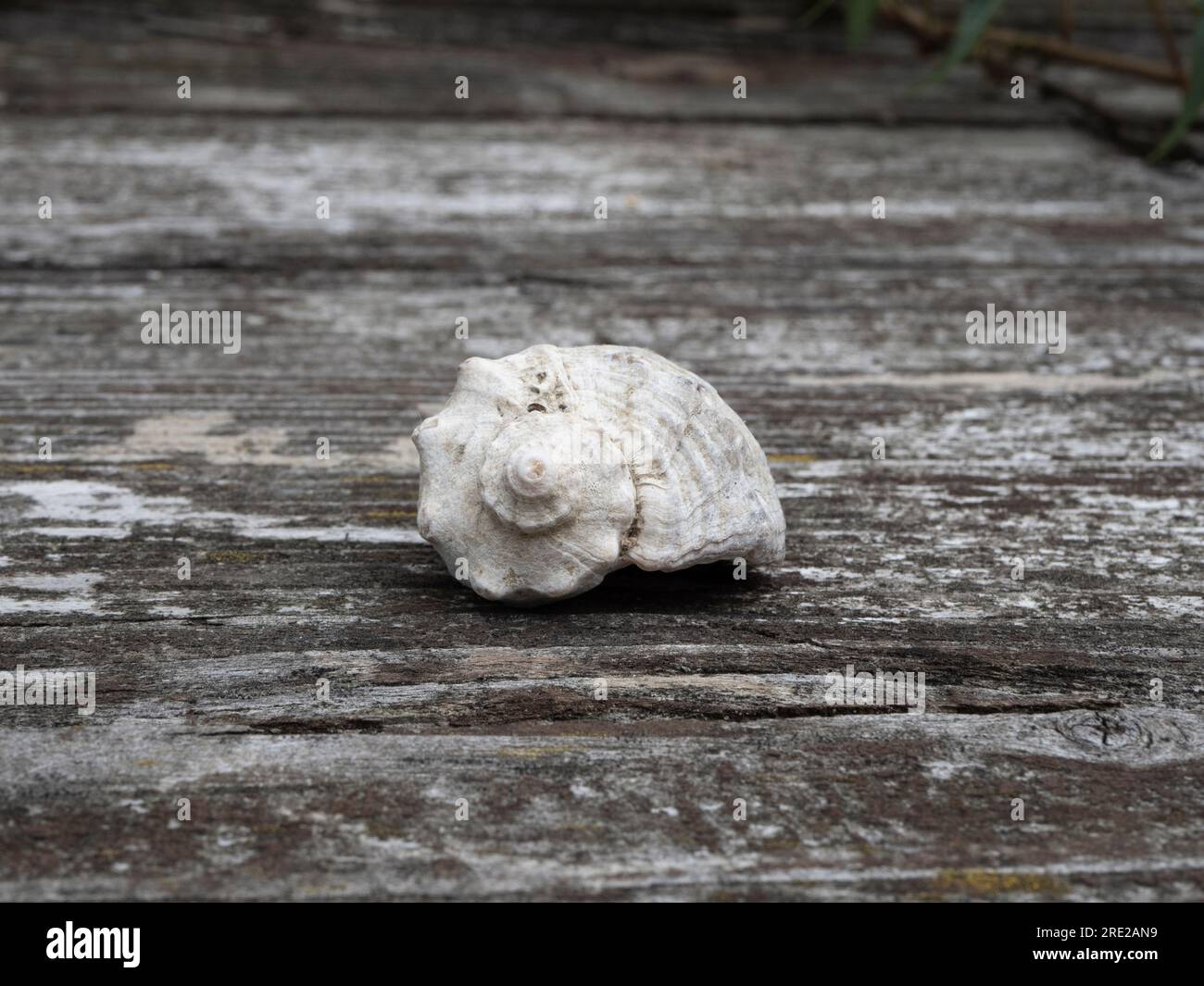 Nice shell hi-res stock photography and images - Alamy