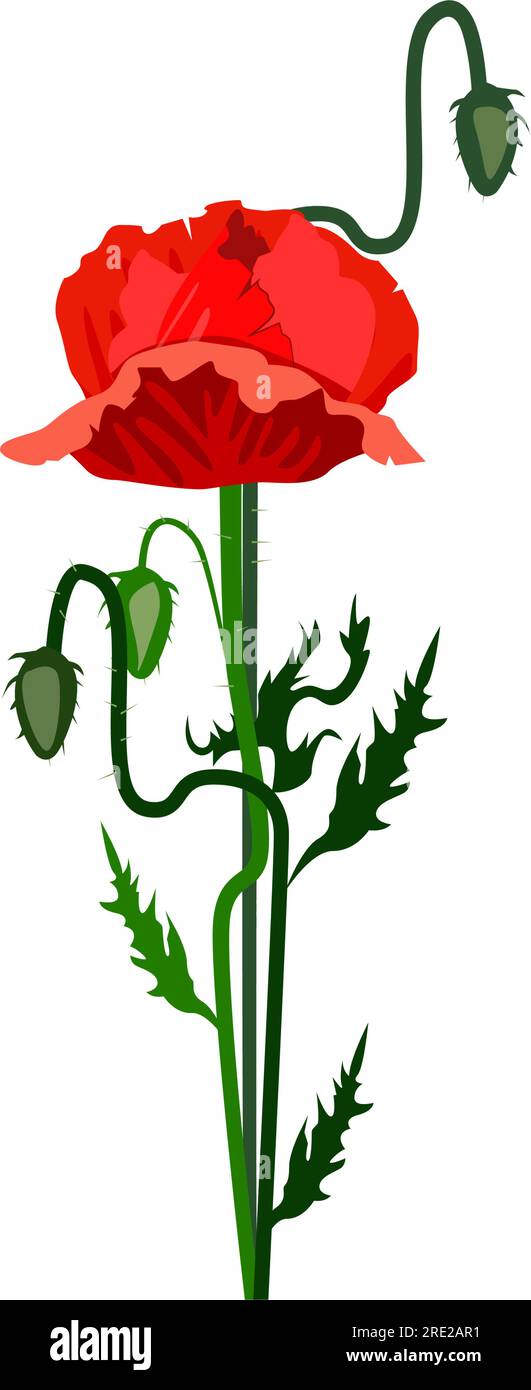 Red poppy illustration Stock Vector Image & Art - Alamy