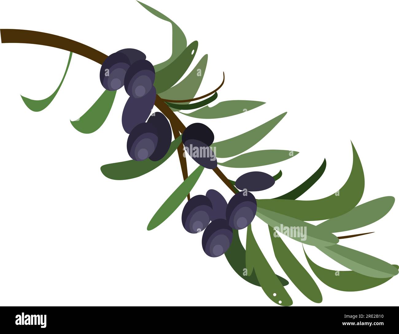 Olive branch illustration Stock Vector Image & Art - Alamy