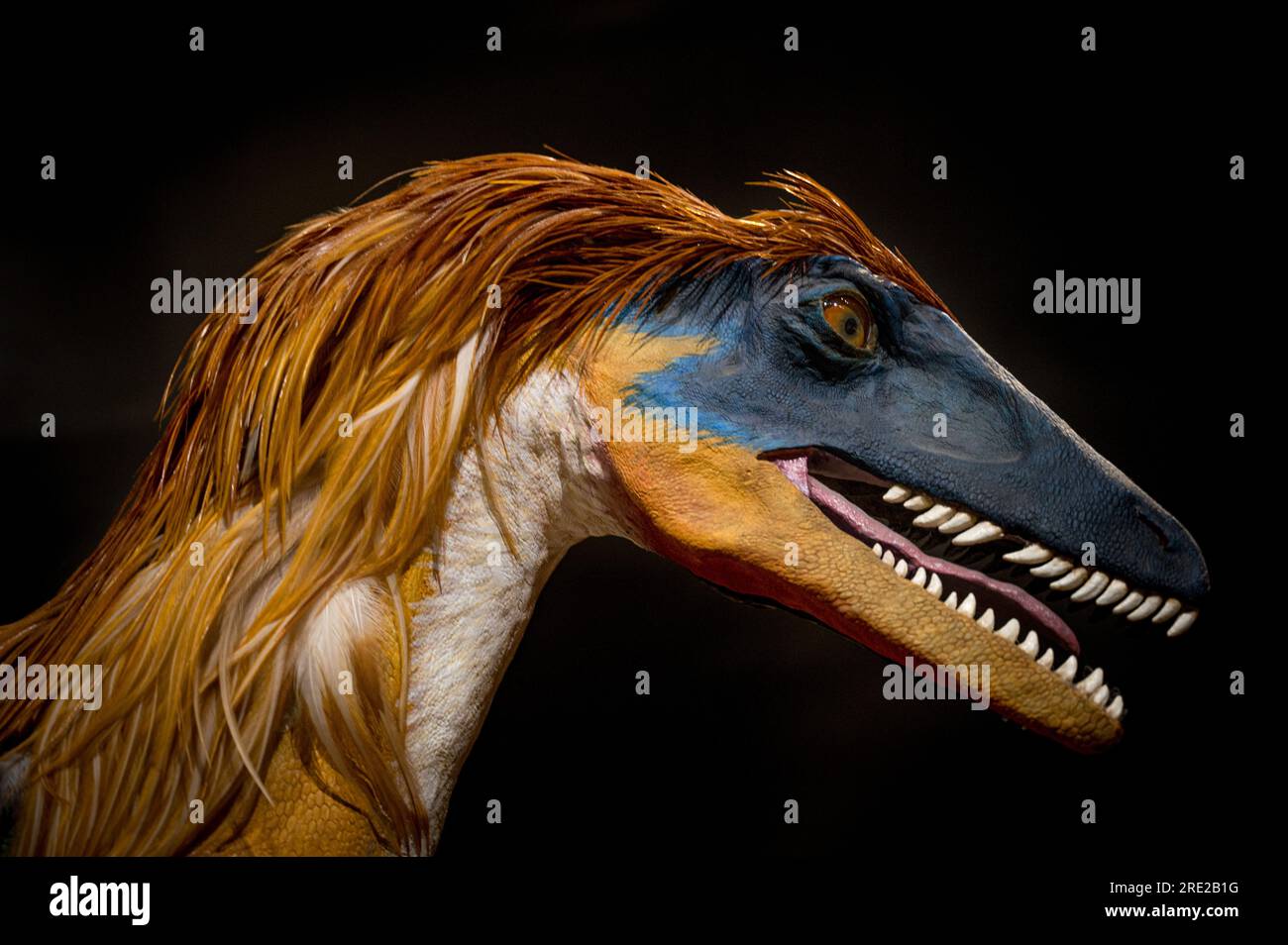 Dinosaur display of predecessor to the modern horse in the Museum of ...