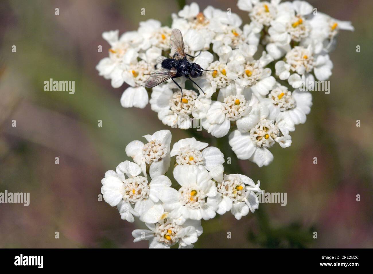 phora atra Fliege Stock Photo - Alamy