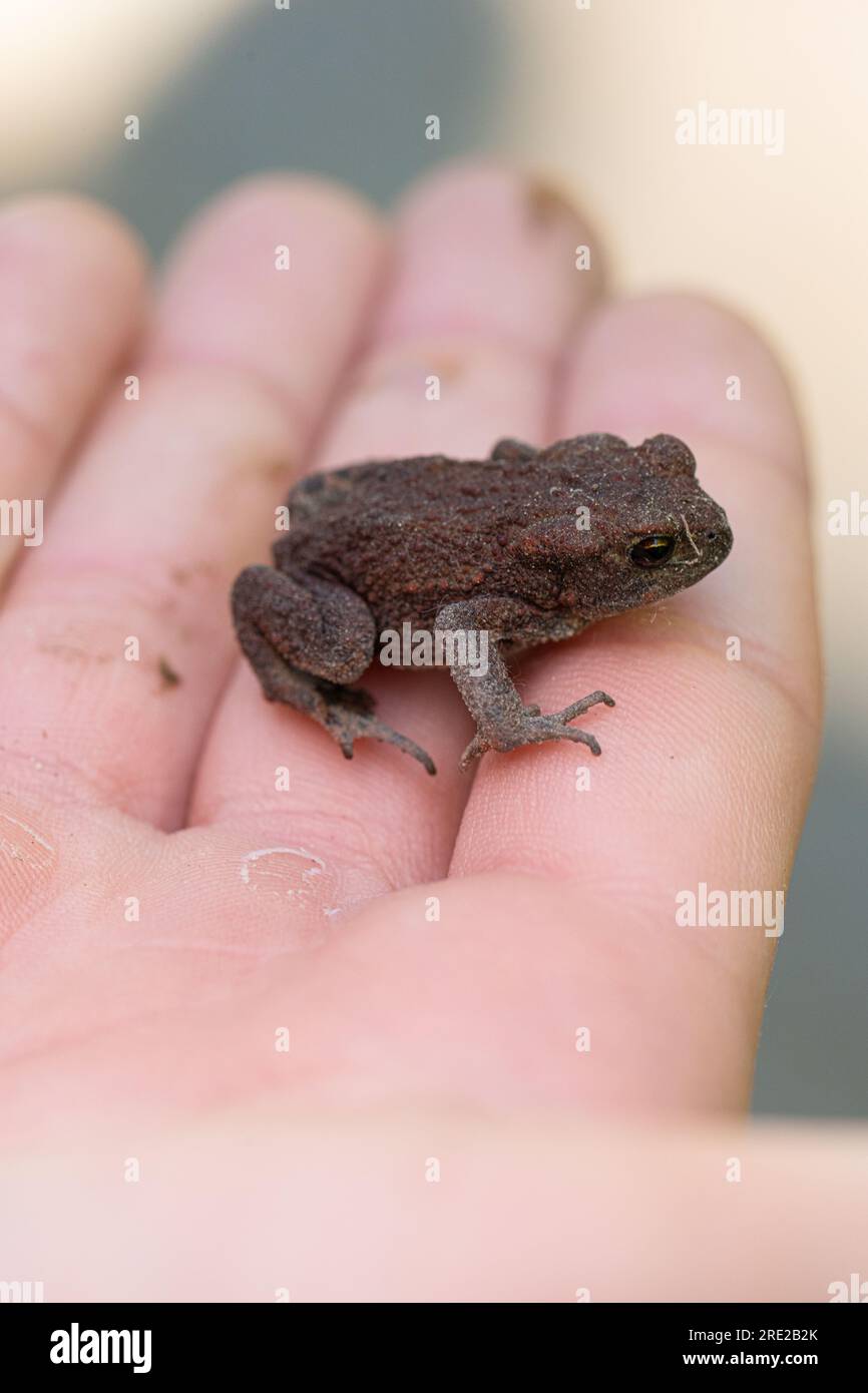 Small brown toad resting in a childs hand Stock Photo - Alamy