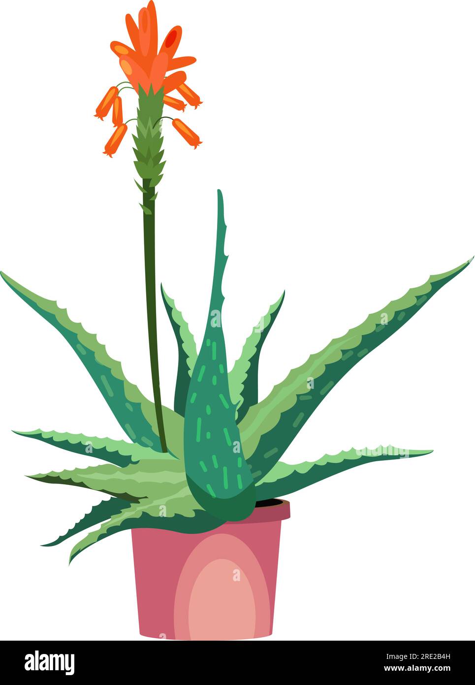 Aloe flower illustration Stock Vector Image & Art - Alamy