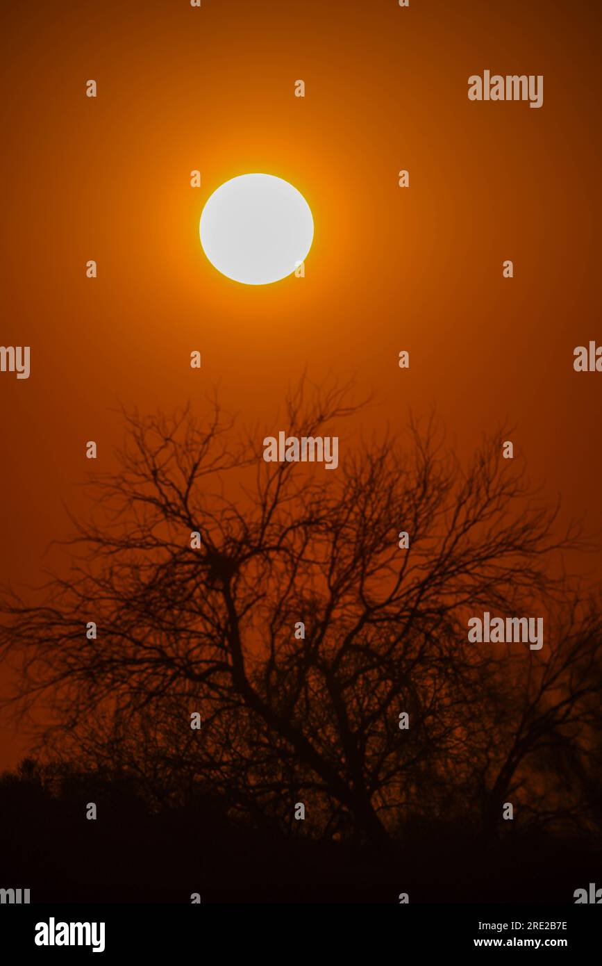 Sun and tree branches in a sunset on June 24, 2023 in Hermosillo ...