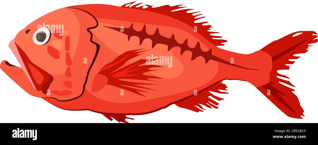 Red sea perch Stock Vector Image & Art - Alamy