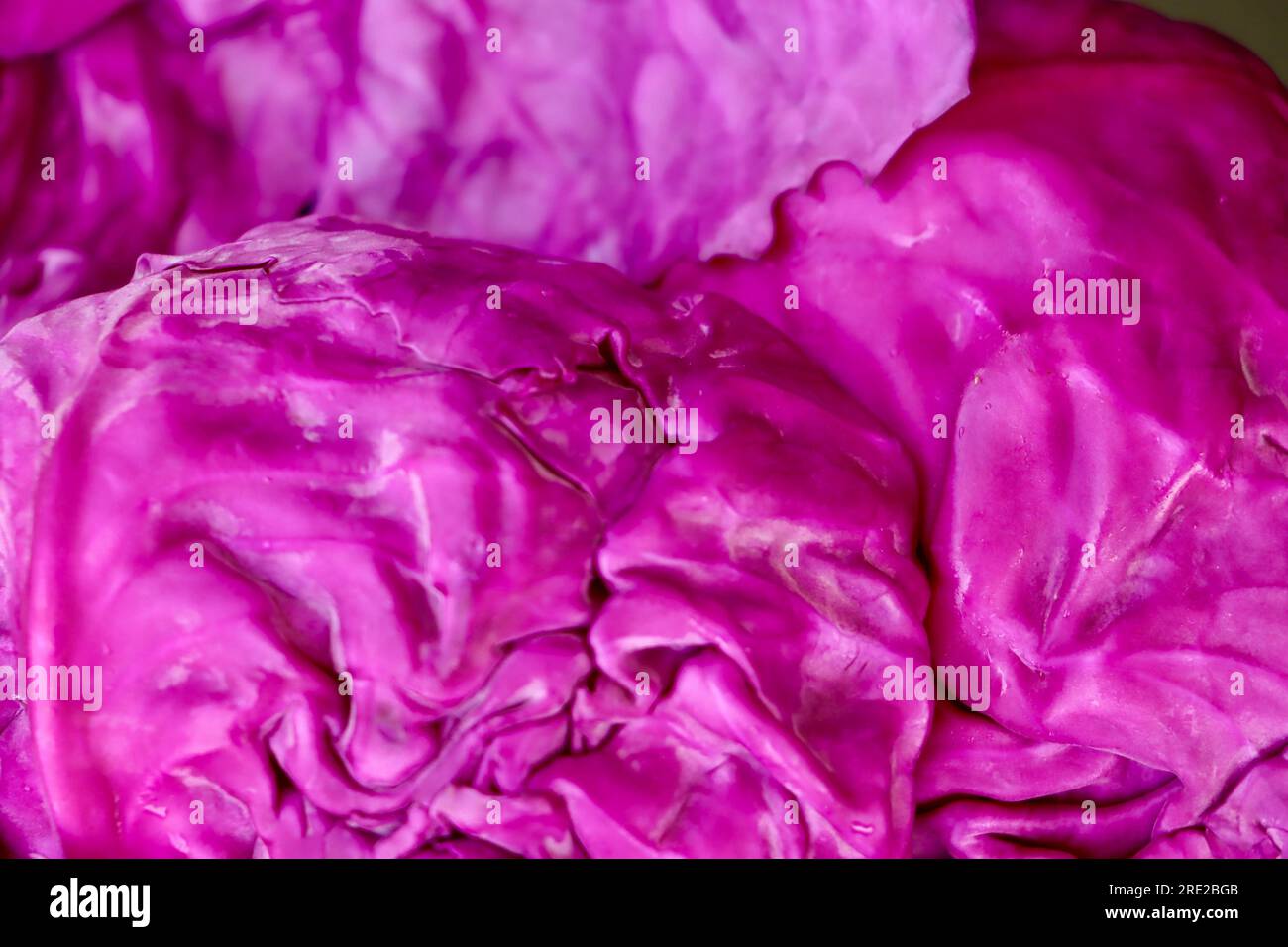 Close up of the outer leaves of red cabbage, Brassica oleracea Stock ...
