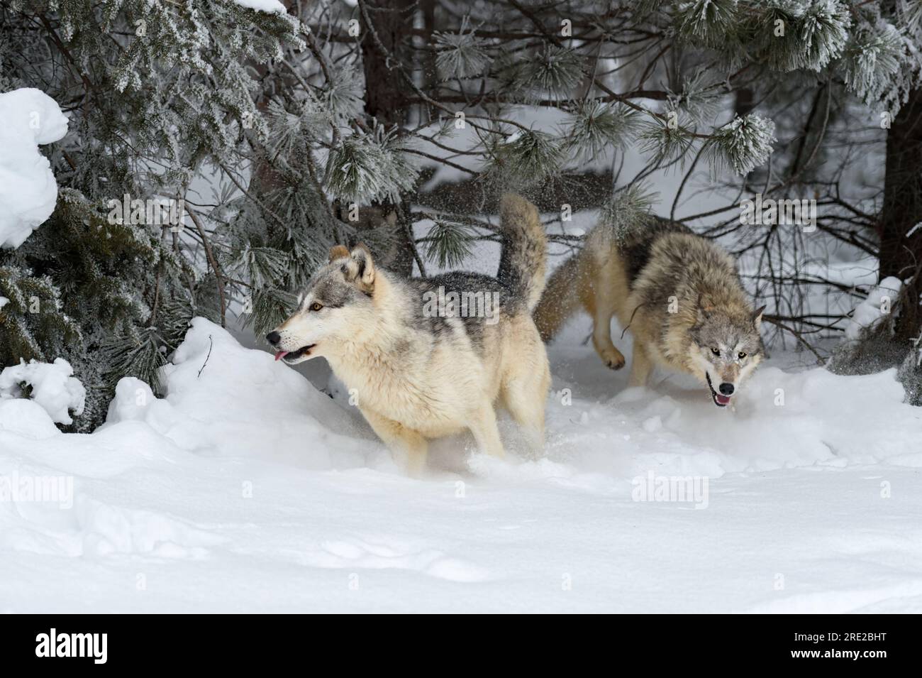 Grey Wolves (Canis lupus) Run Through Pine Forest Scattering Snow ...