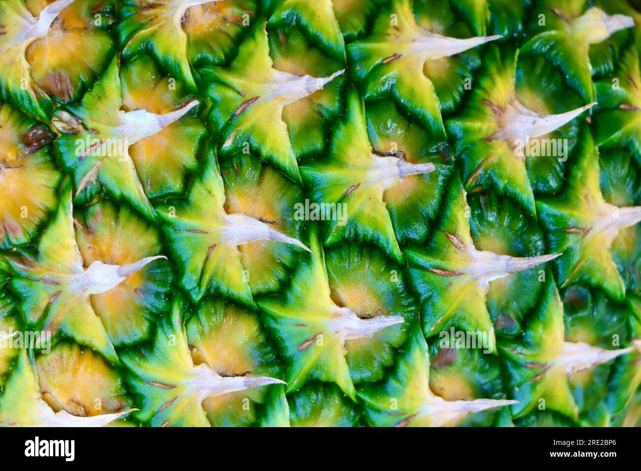 Pineapple (Ananas comosus Stock Photo - Alamy