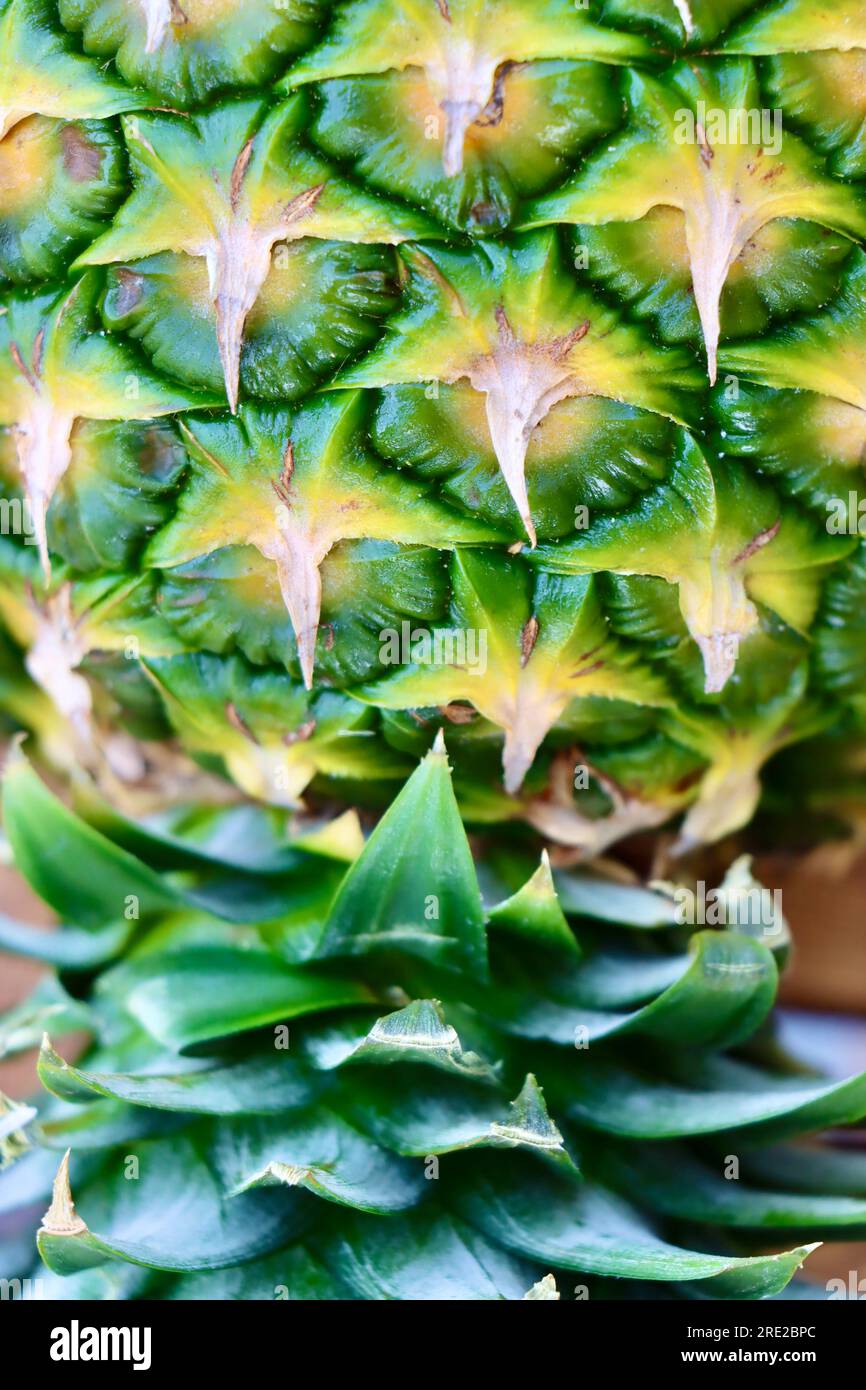Pineapple (Ananas comosus Stock Photo - Alamy