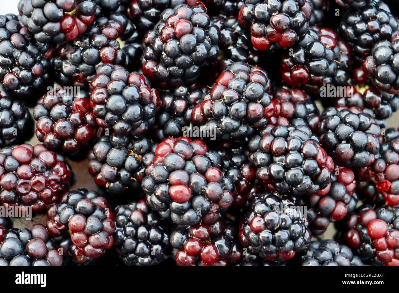 Dark blackberries hi-res stock photography and images - Alamy