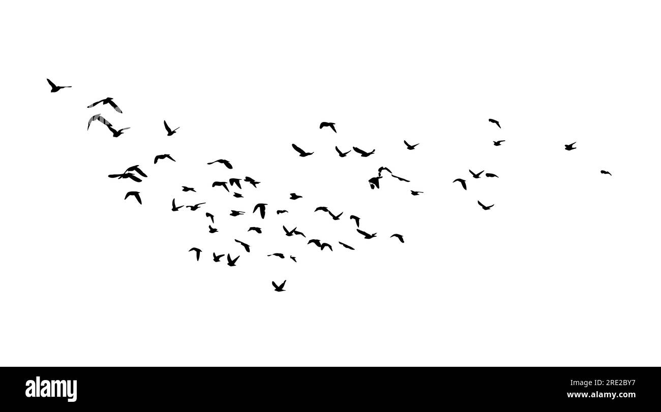 A flock of flying birds. Vector illustration Stock Vector Image & Art ...