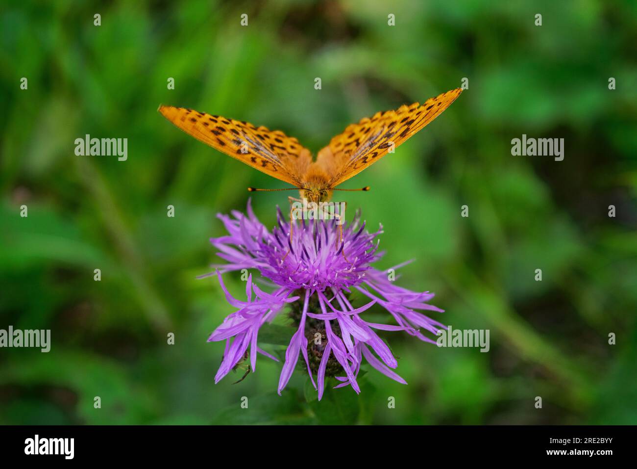 Butterfly fritillary with open orange wings with dots dotted on a ...