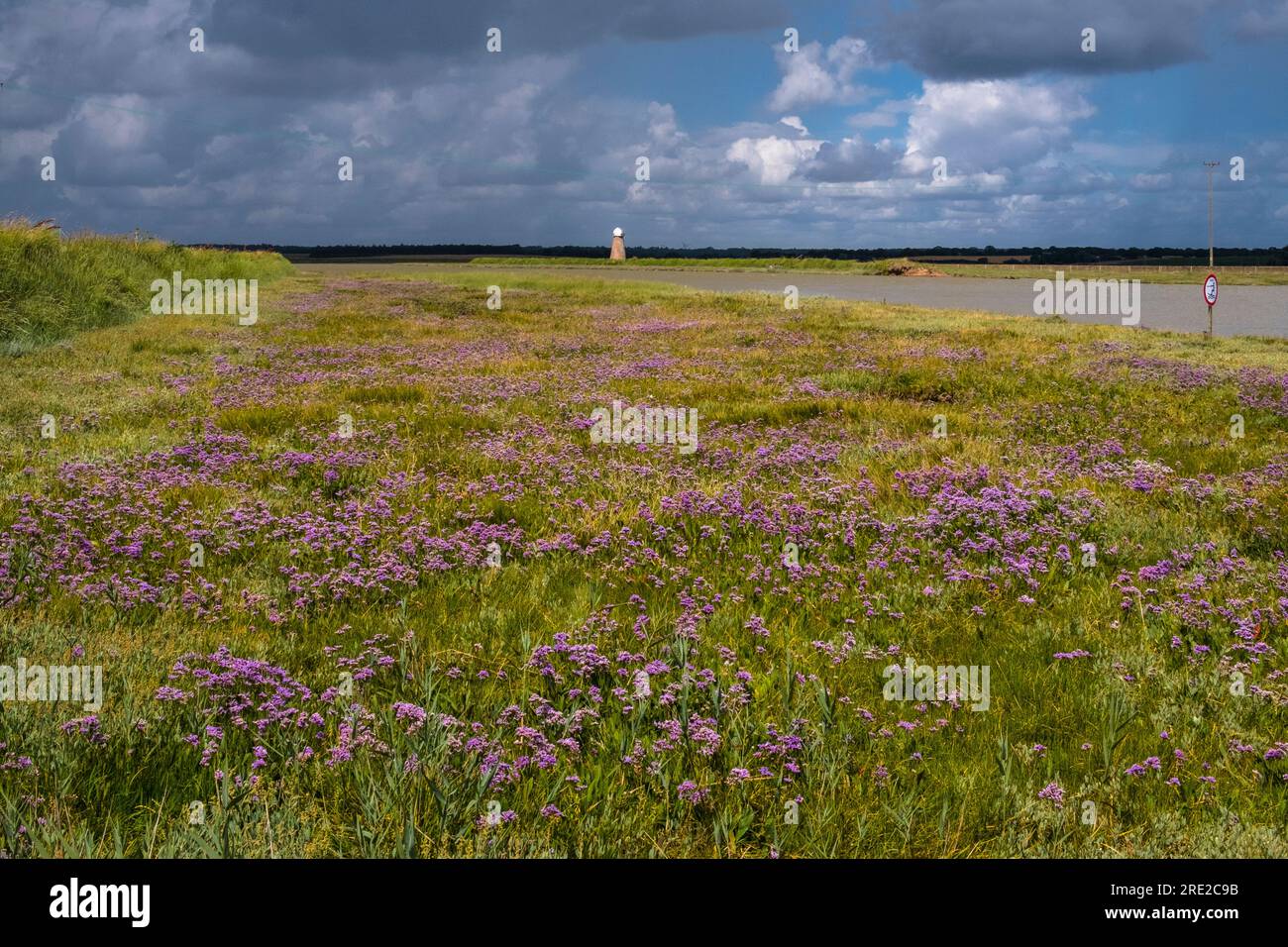 Walberswick, Suffolk, UK and sea lavender, Limonium Vulgare at the ...