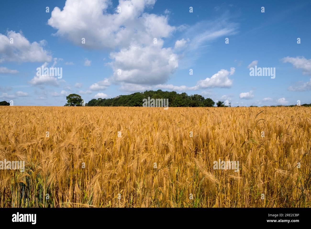 Barley growing on a farm near Denham, Suffolk, UK Stock Photo - Alamy