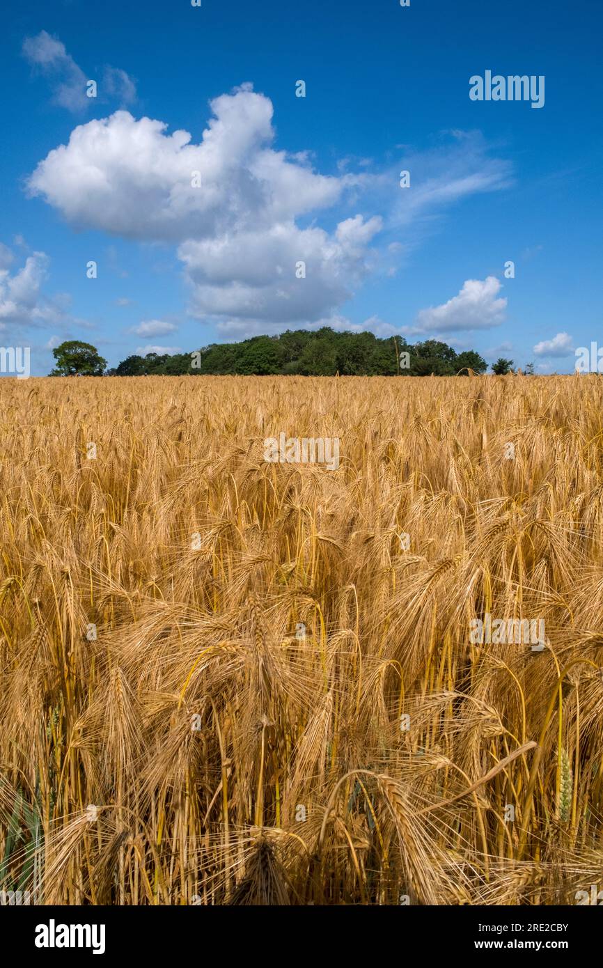 Barley growing on a farm near Denham, Suffolk, UK Stock Photo - Alamy