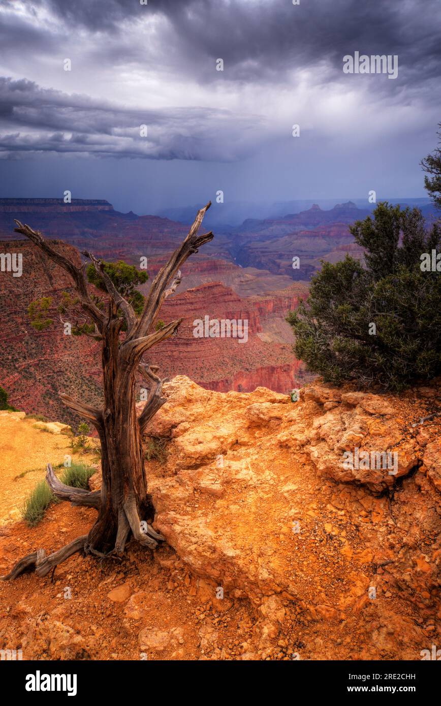 Grand Canyon in Arizona with ancient dead tree in the foreground and a ...