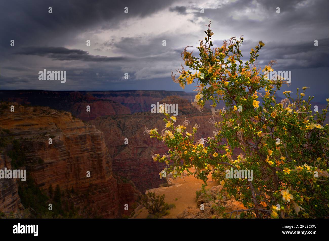 Grand Canyon in Arizona with Cliffrose bush (Purshia) in full bloom and ...