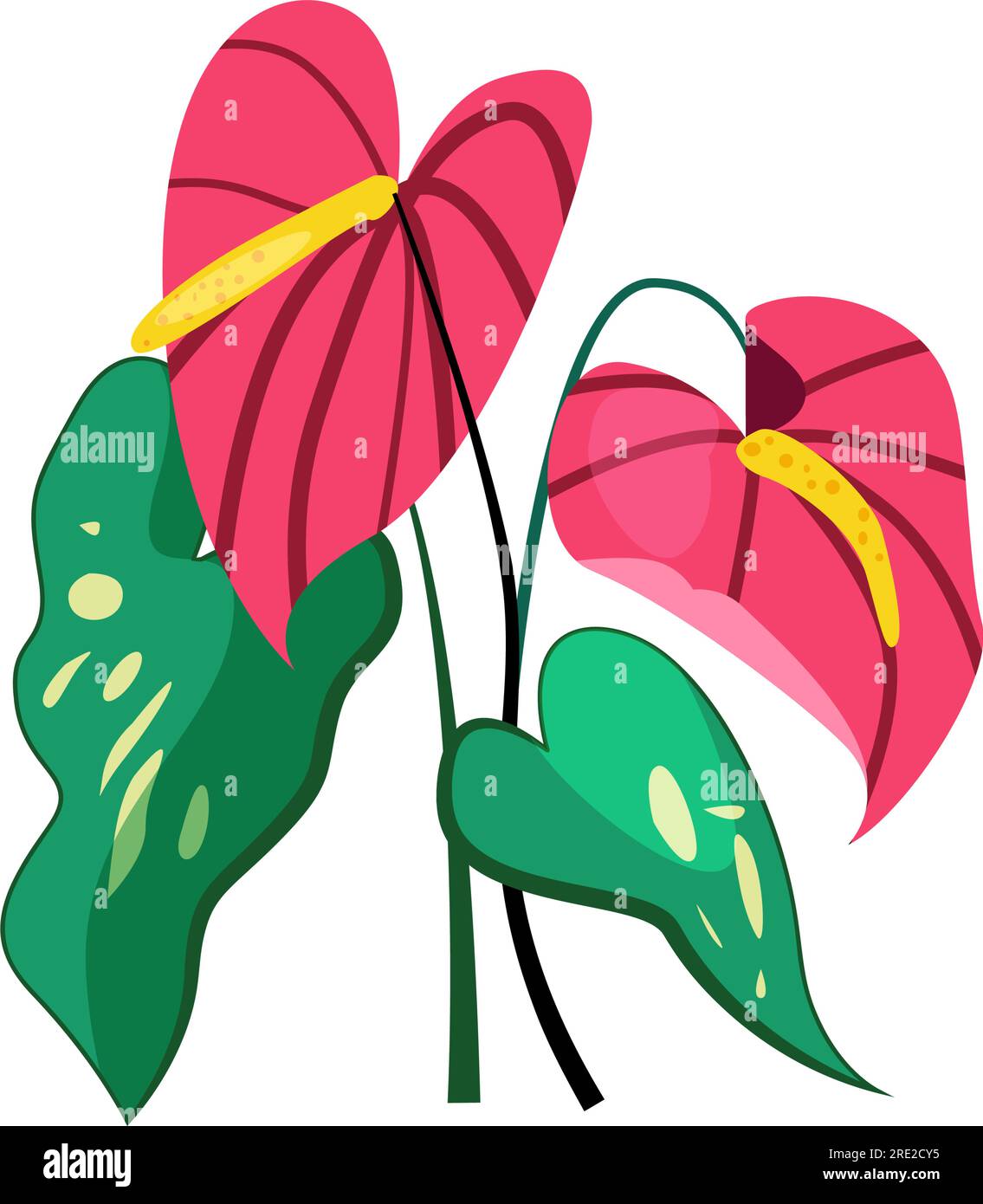Anthurium flower illustration Stock Vector Image & Art - Alamy