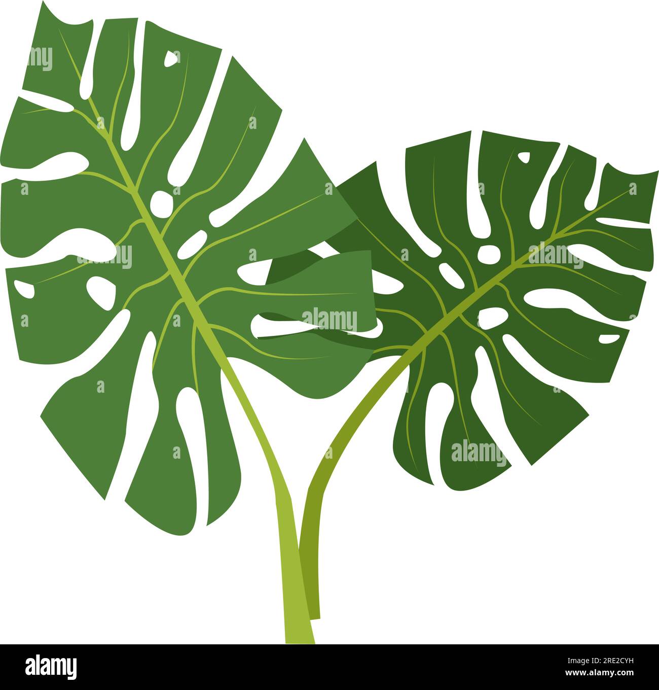 Exotic monstera illustration Stock Vector Image & Art - Alamy