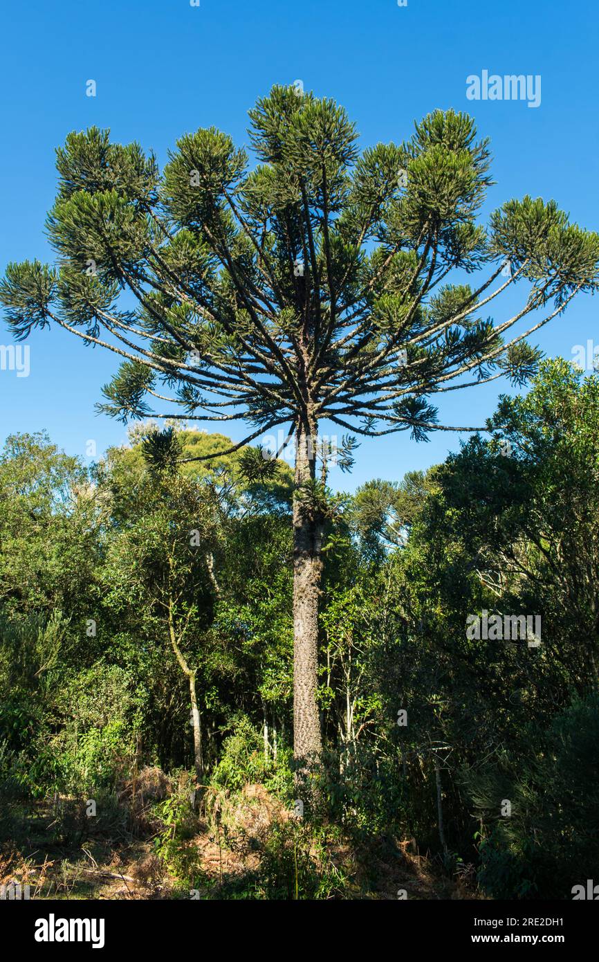 Parana Pine (Araucaria angustifolia) at Ronda Municipal Park in Sao ...