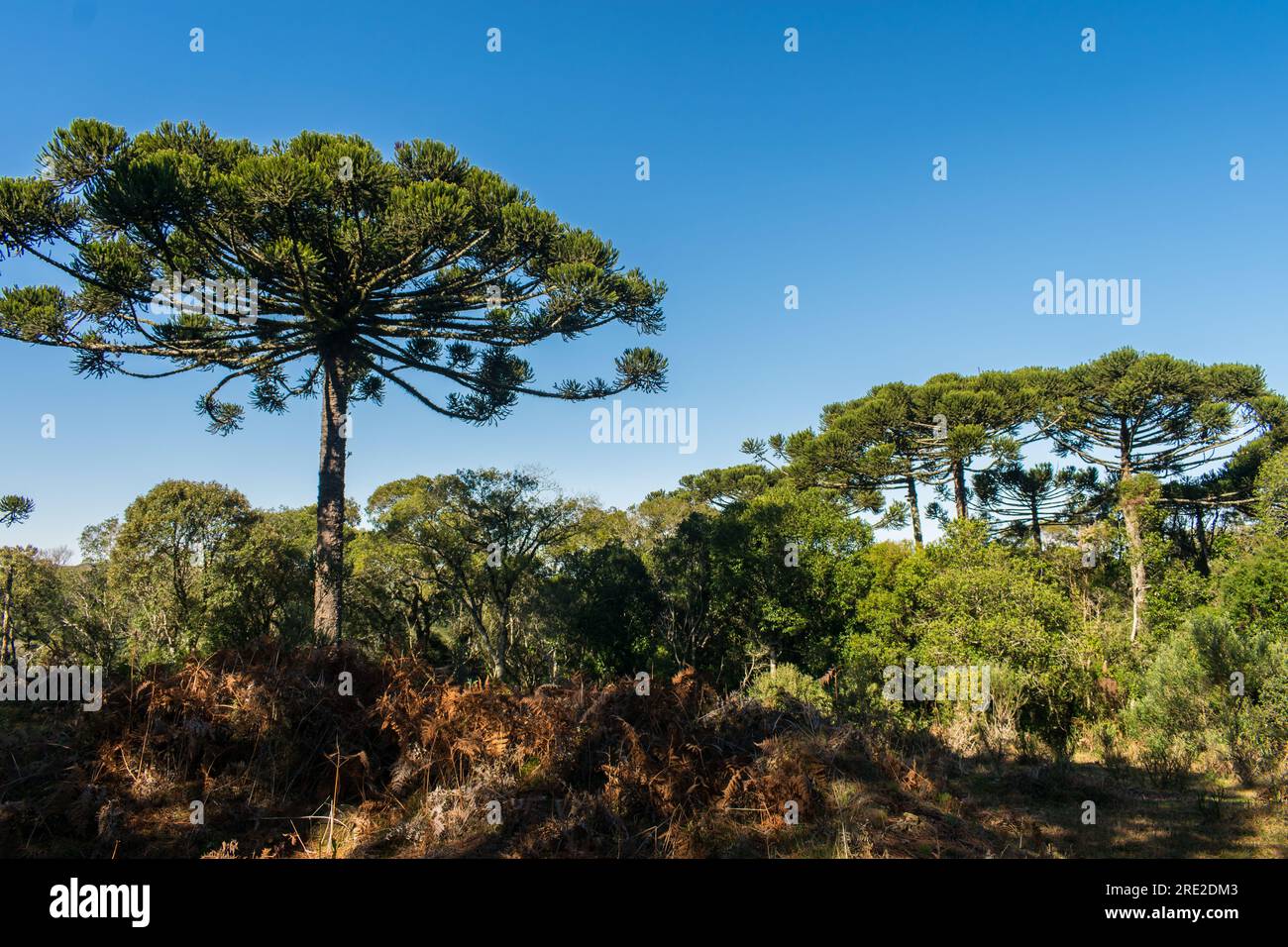 An Araucaria moist forest with Parana Pine (Araucaria angustifolia ...