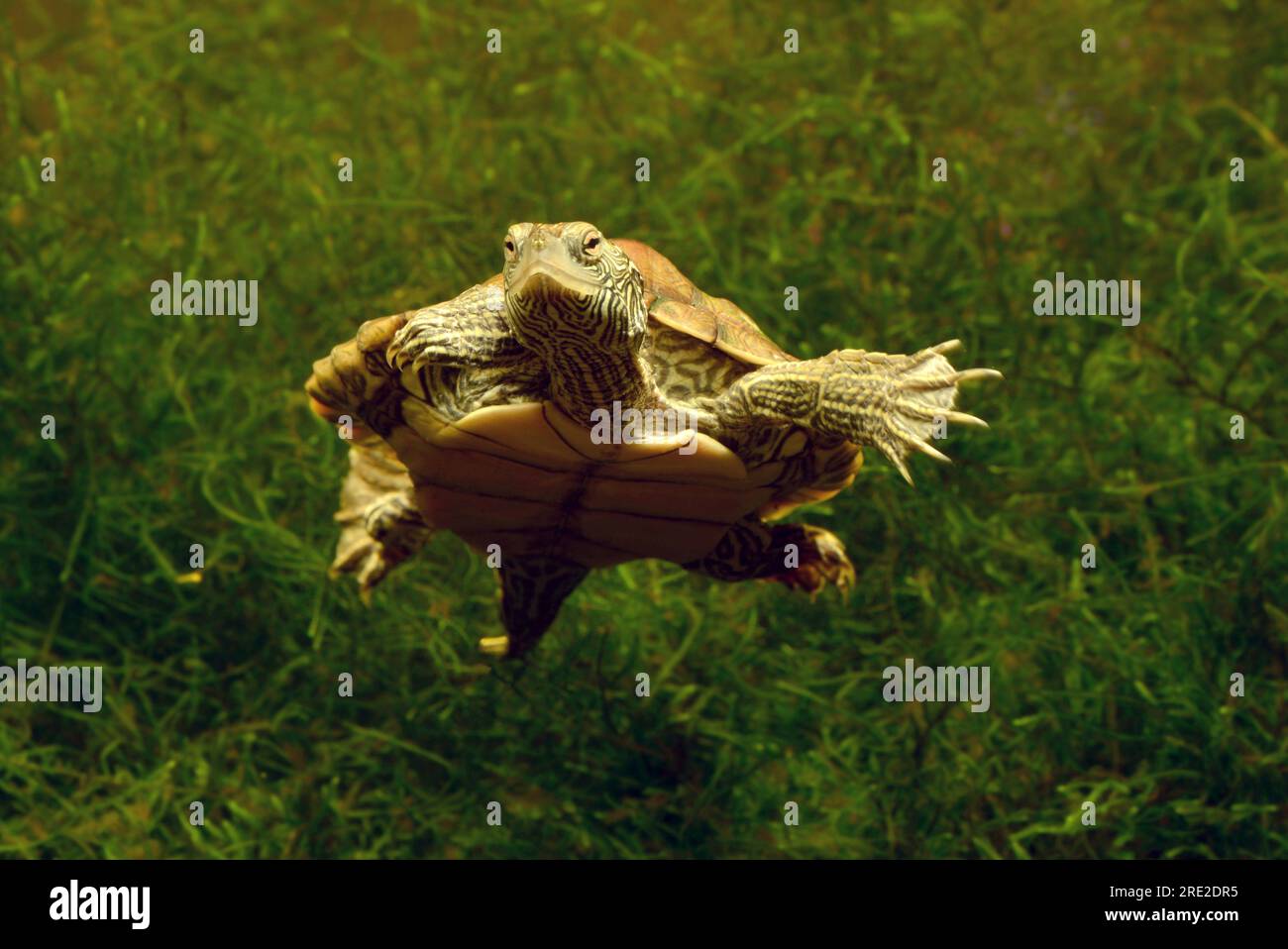 Turtle. Aquatic freshwater turtle known as Common Map turtle and also ...