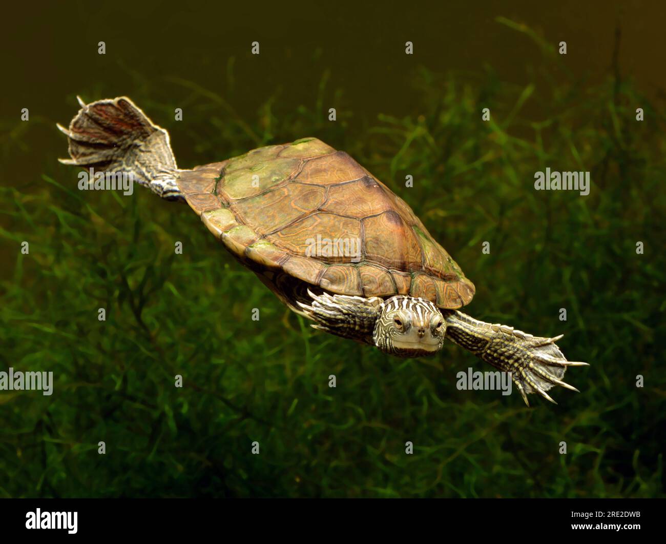 Baby swimming underwater hi-res stock photography and images - Alamy