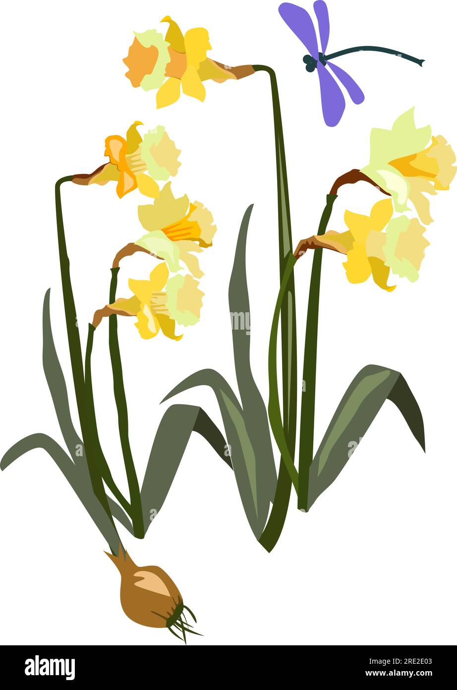Yellow jonquils illustration Stock Vector Image & Art - Alamy