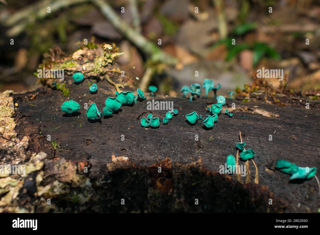Chlorociboria aeruginascens, aka Green Wood Cup mushroom, on a dead ...