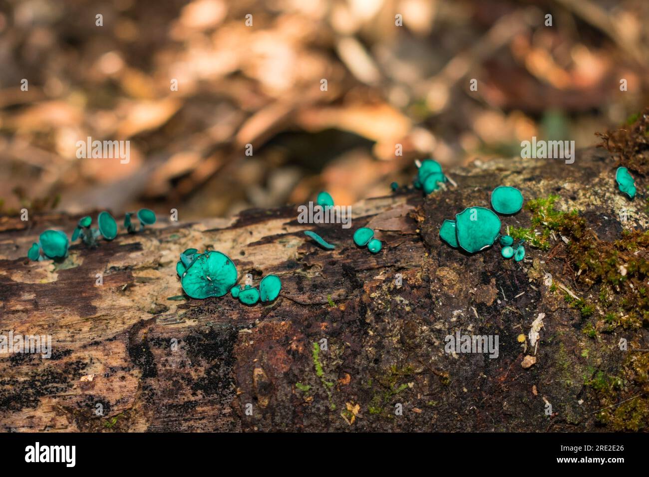 Chlorociboria aeruginascens, aka Green Wood Cup mushroom, on a dead ...