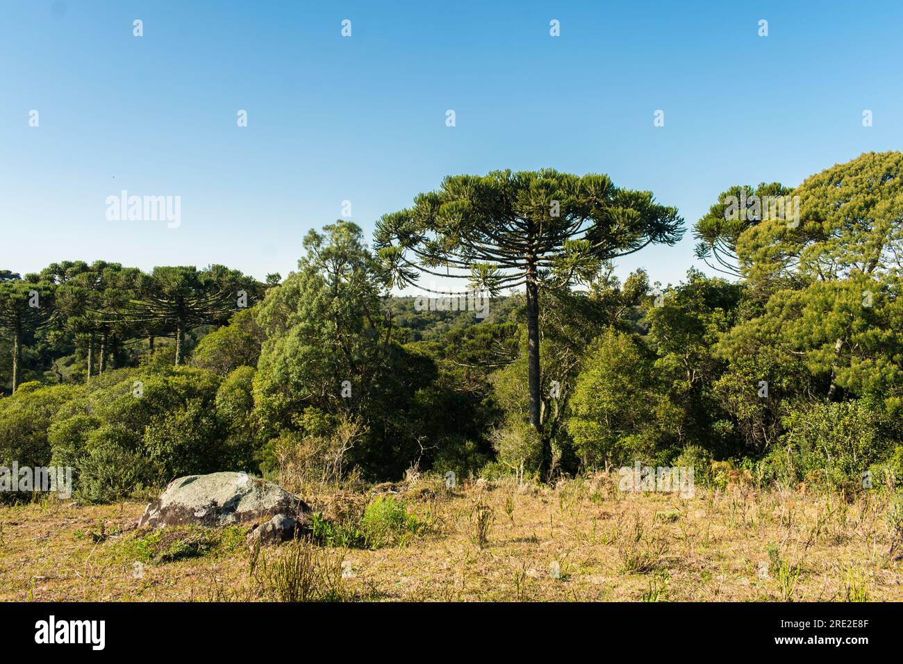 An Araucaria moist forest with Parana Pine (Araucaria angustifolia ...