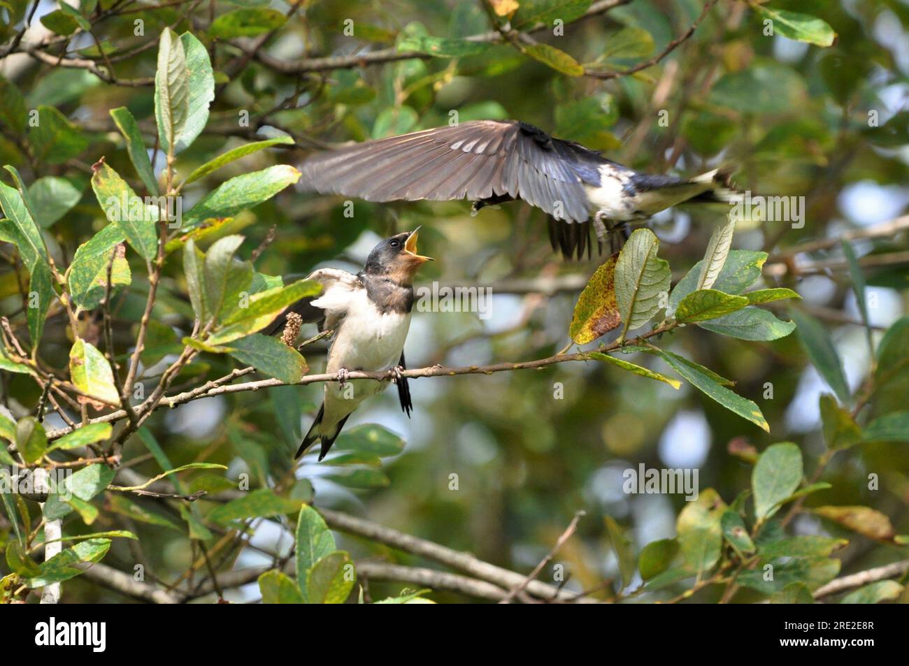 Tree swallow baby hi-res stock photography and images - Alamy