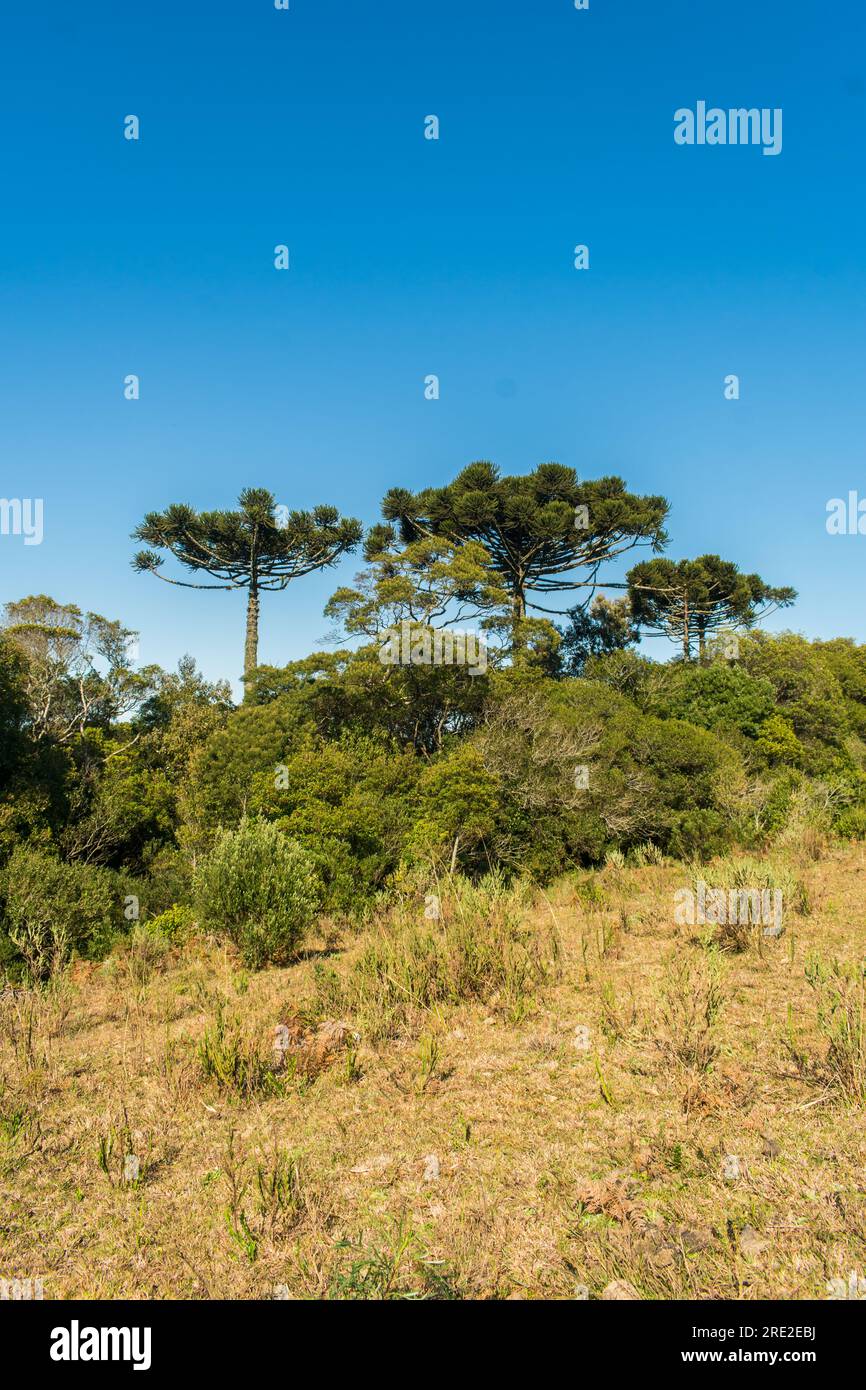 An Araucaria moist forest with Parana Pine (Araucaria angustifolia ...