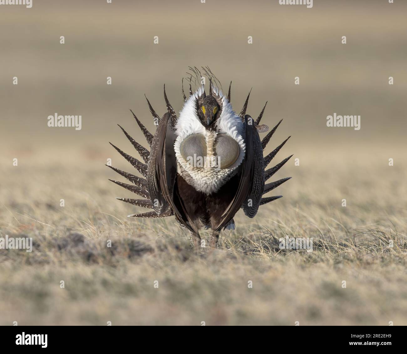 Greater sage grouse on lek hi-res stock photography and images - Alamy