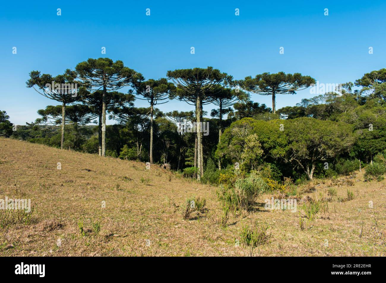 An Araucaria moist forest with Parana Pine (Araucaria angustifolia ...