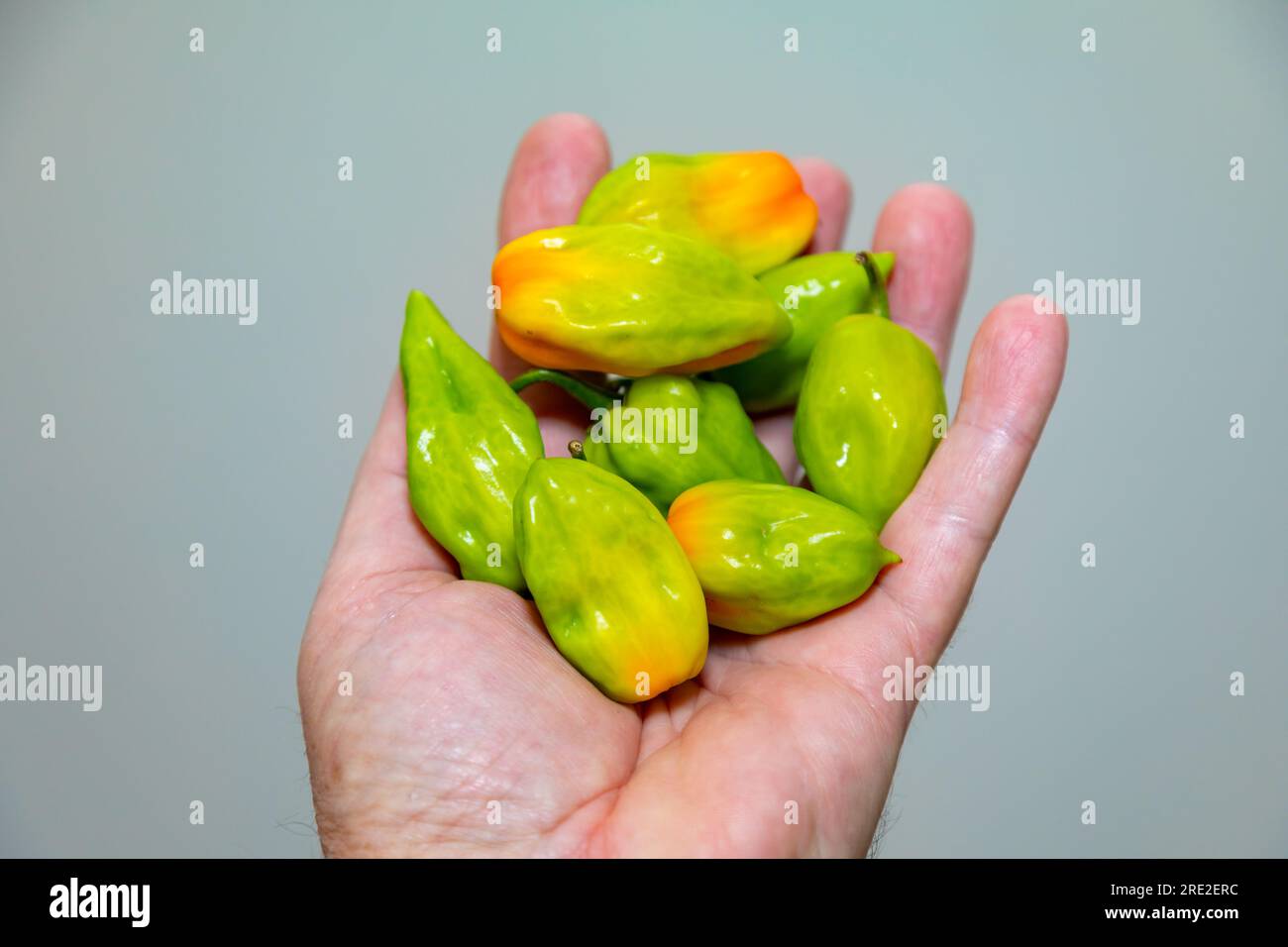 Group of hot pepper (Capsicum chinense Adjuma) in selective focus and ...