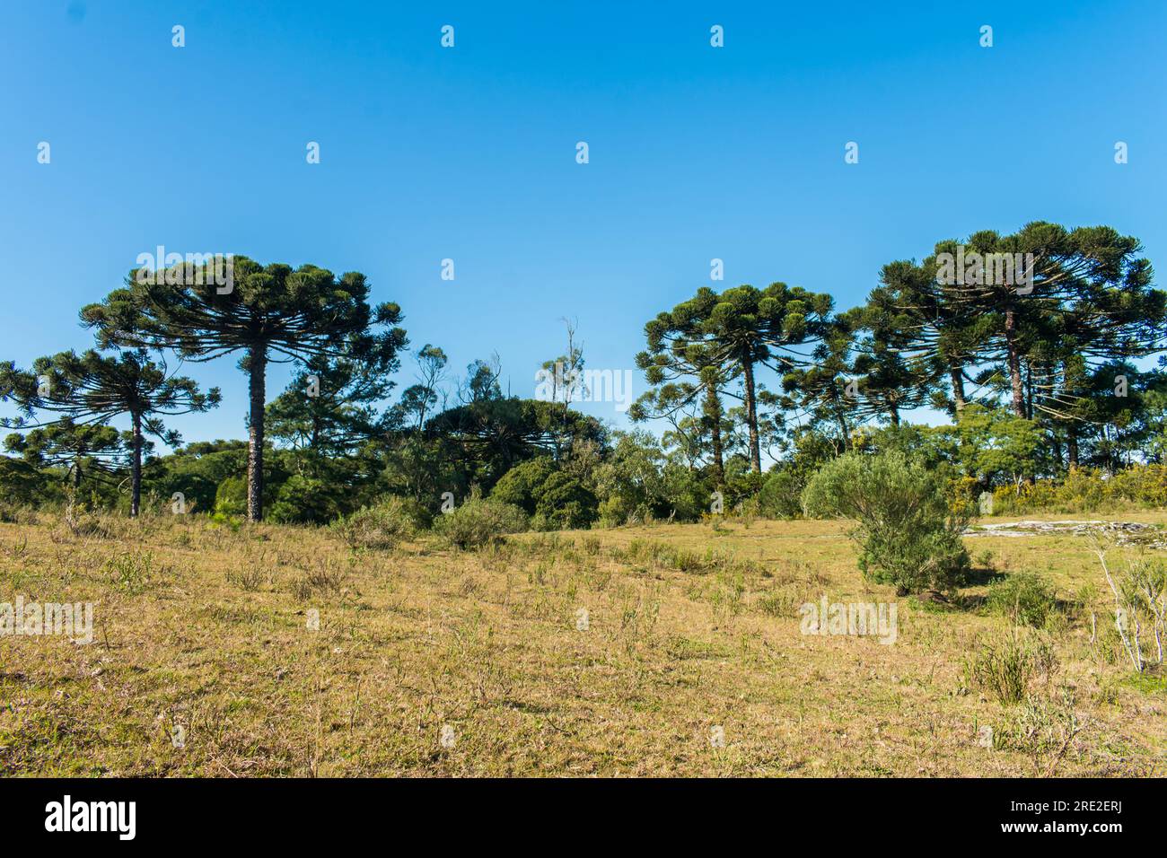 An Araucaria moist forest with Parana Pine (Araucaria angustifolia ...