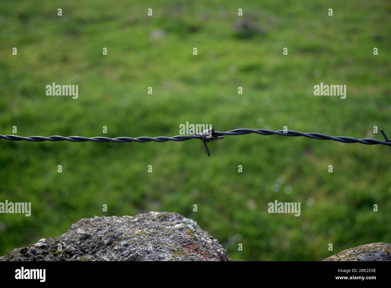 Detail steel barbed wire fence in the field with green grass background ...