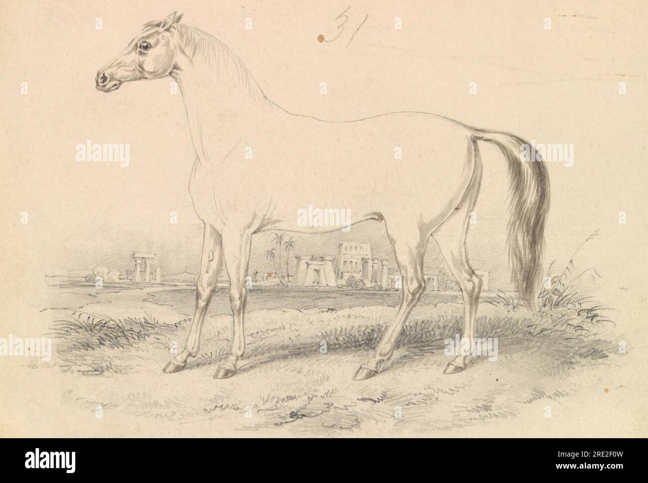 The Dongola Horse circa 1837 by Charles Hamilton Smith Stock Photo - Alamy