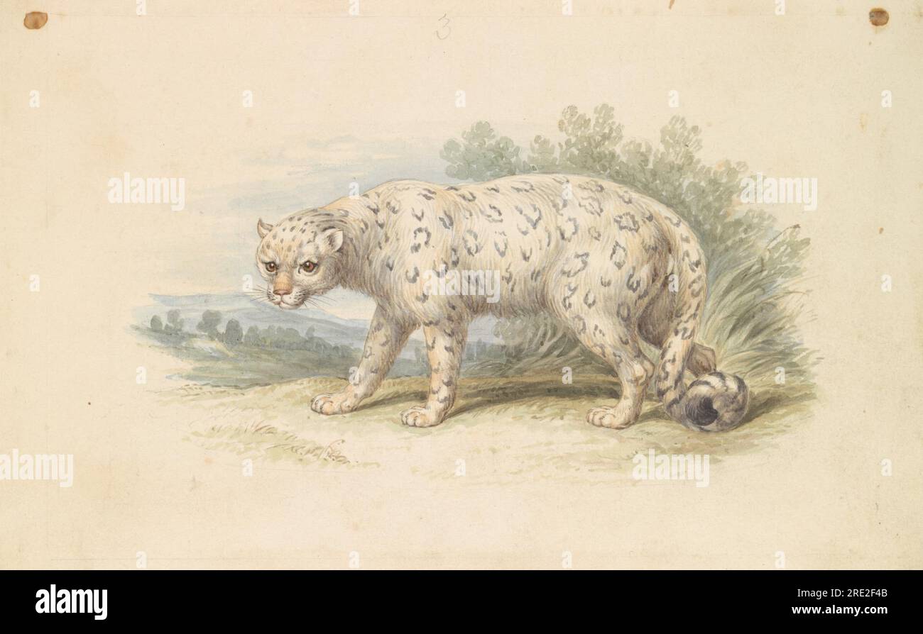 Snow Leopard circa 1837 by Charles Hamilton Smith Stock Photo - Alamy