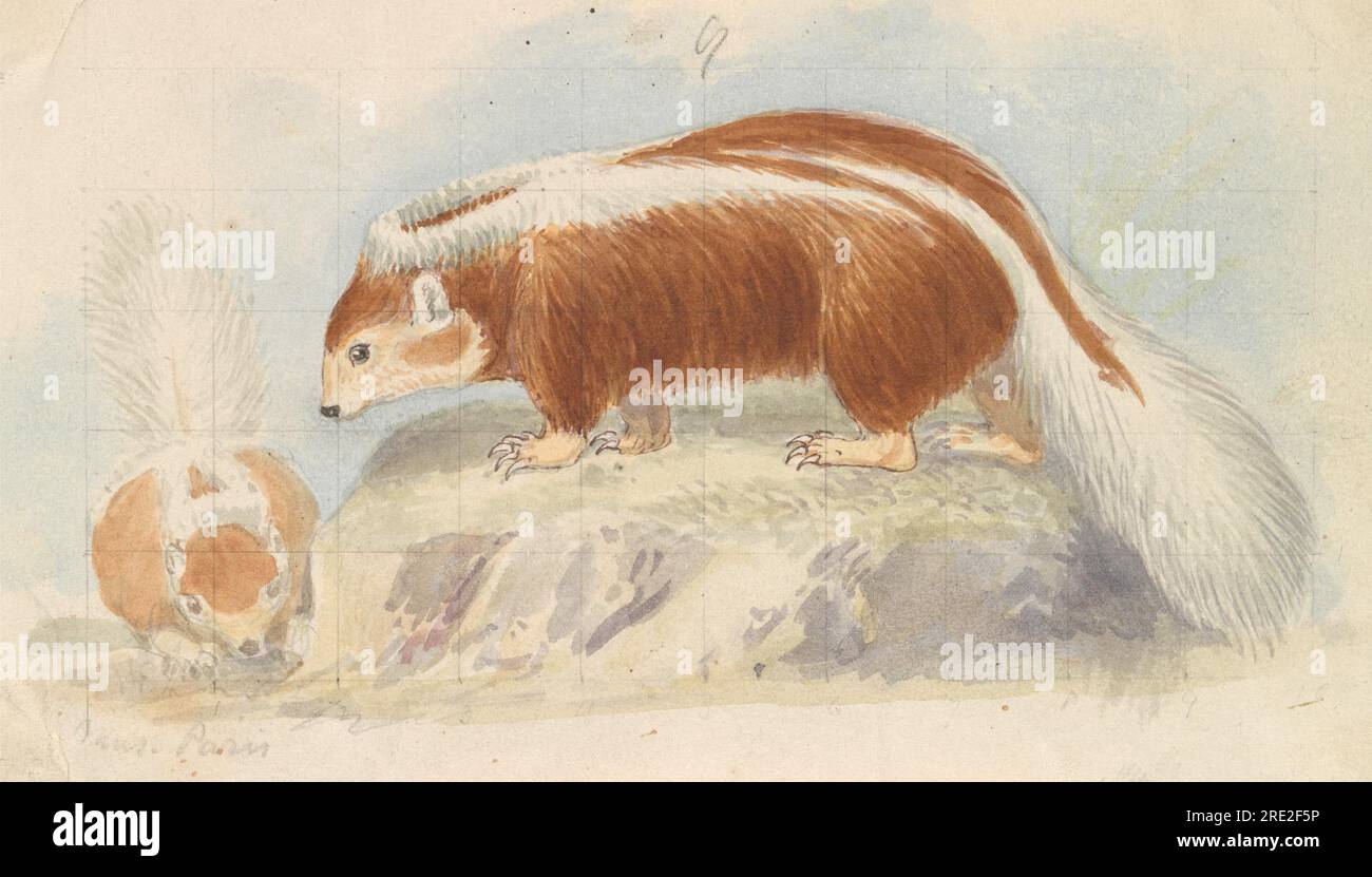 Chili Skunk circa 1837 by Charles Hamilton Smith Stock Photo - Alamy