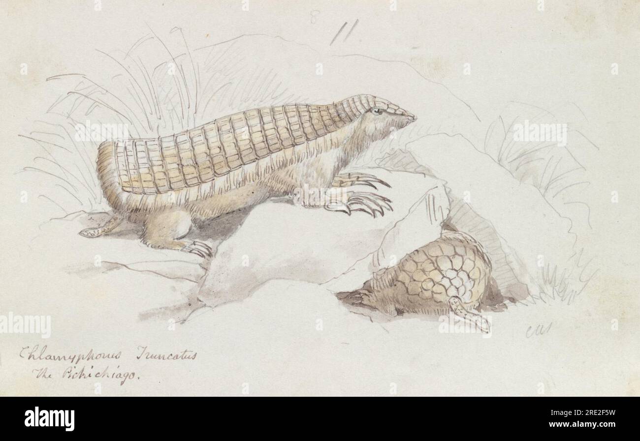 Chlamyphorus truncatus hi-res stock photography and images - Alamy