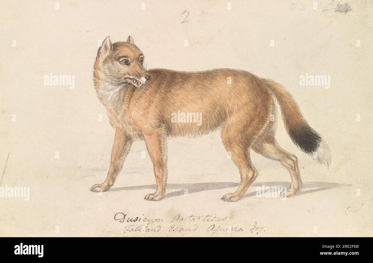 falkland islands wolf