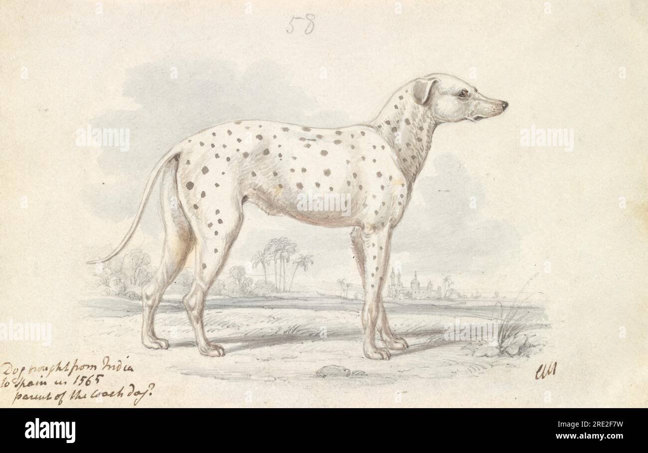 Parent of the Modern Coach Dog - Turnspit Dog circa 1837 by Charles ...